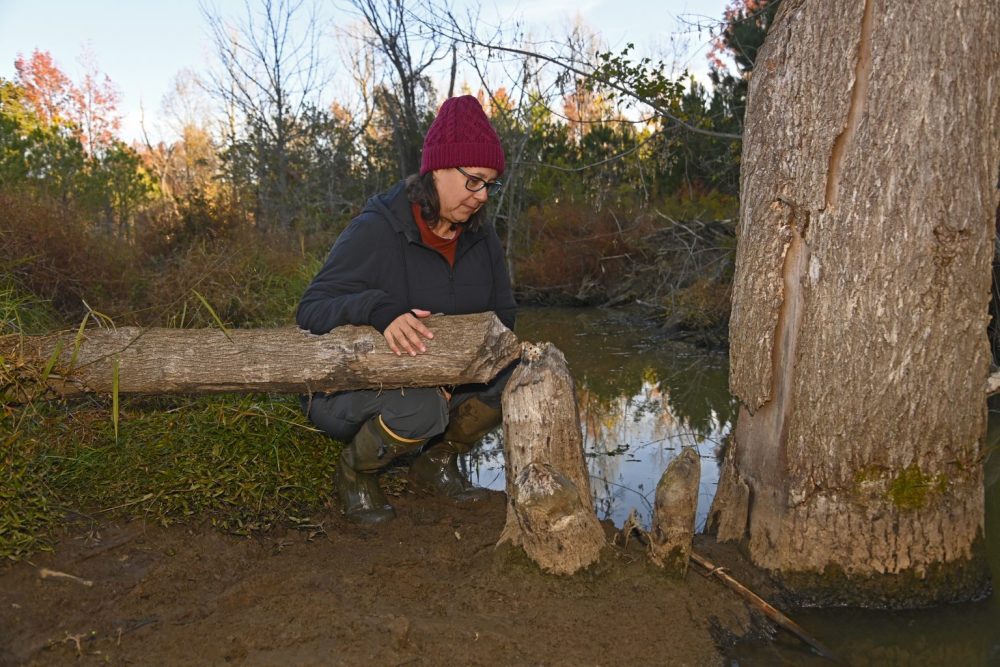 Dr. Sandra Clinton inspires new generations of women in STEM ...